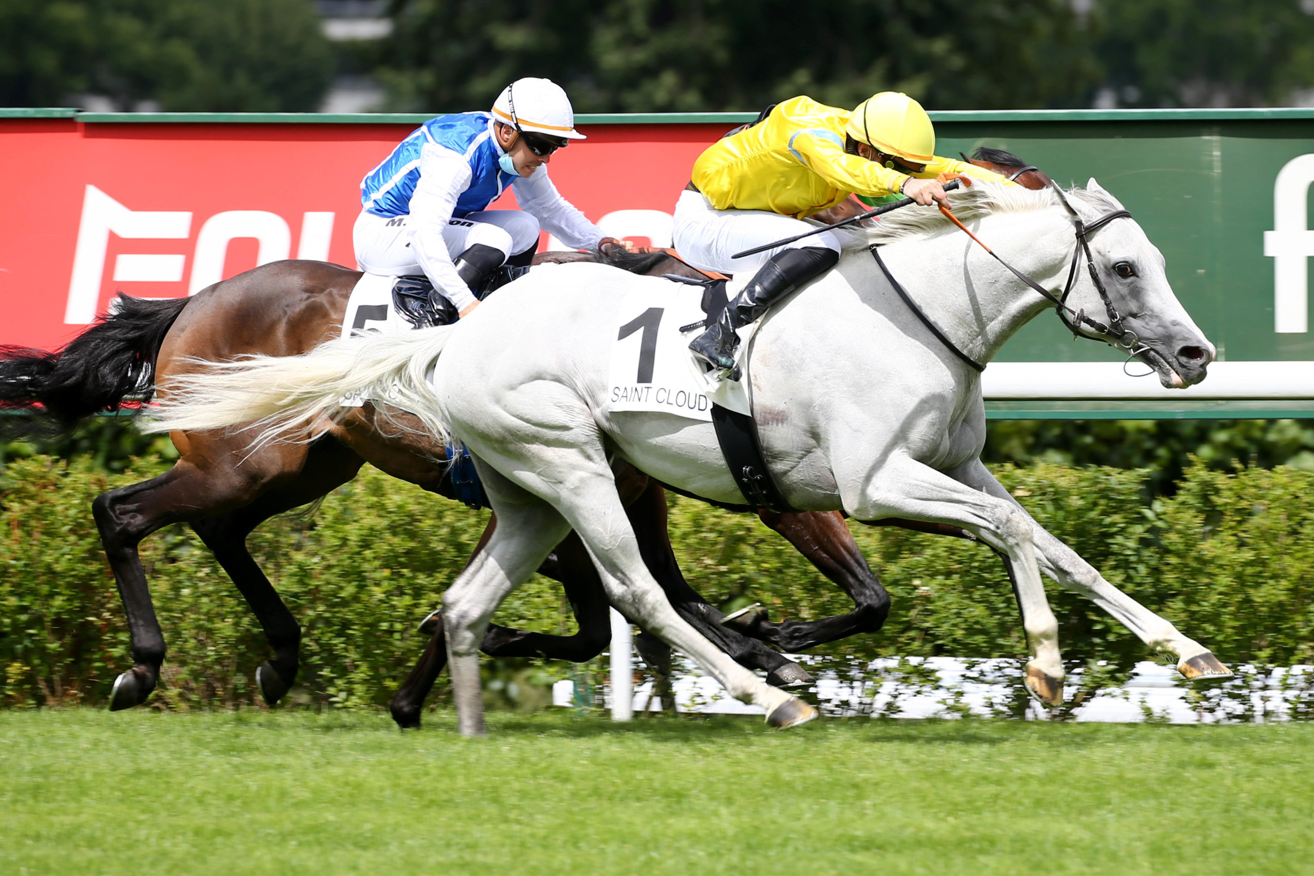 Way To Paris Retires to Coolagown Stud – Coolagown Stud – Breeding ...