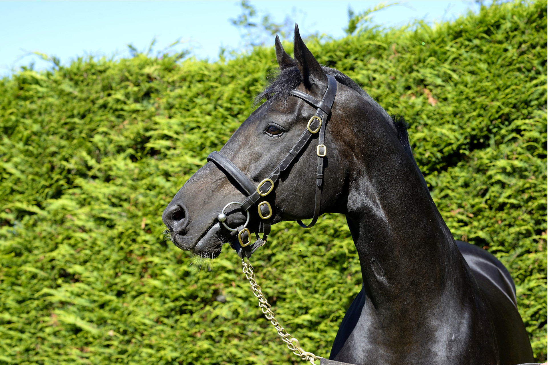 Coolagown Stud – Breeding, Foaling, Sales Prep and Boarding – Coolagown ...