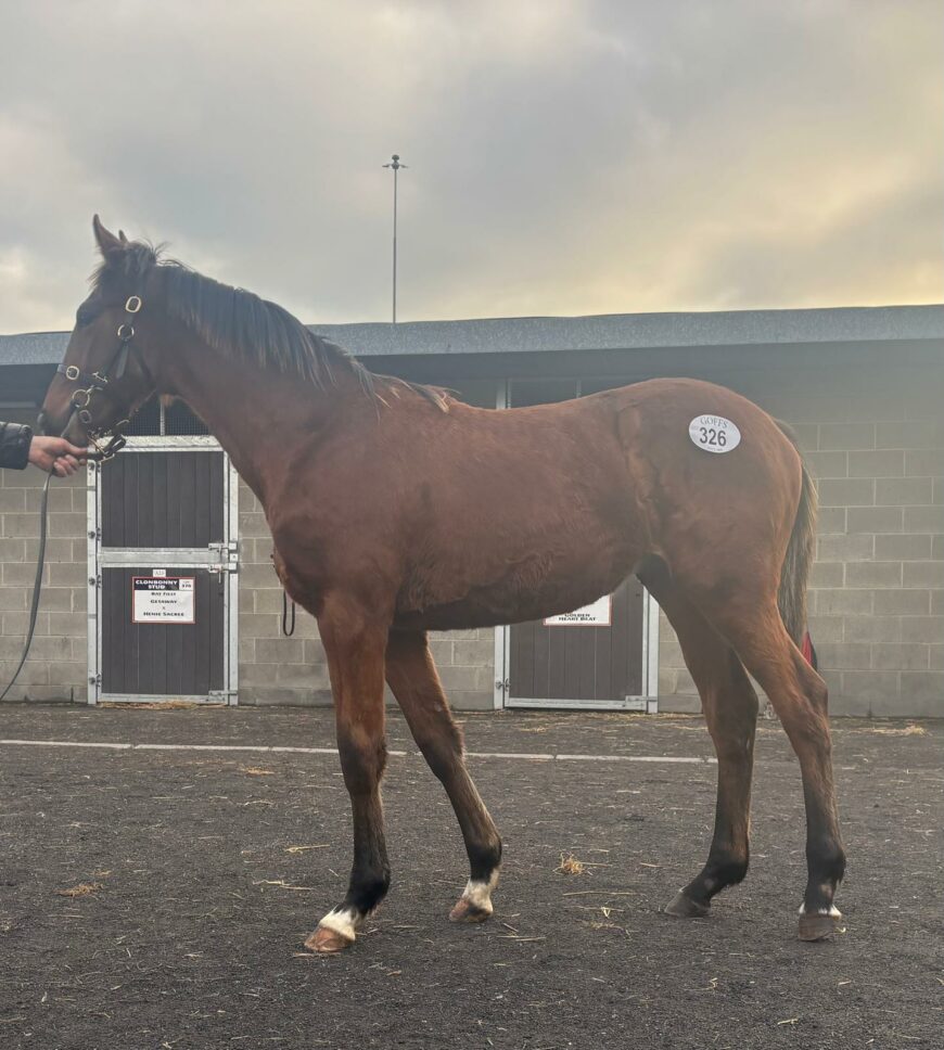 Storm The Stars – Coolagown Stud – Breeding, Foaling, Sales Prep and ...